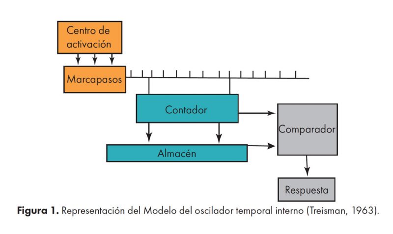 Un reloj interno – Neuropsychology Learning